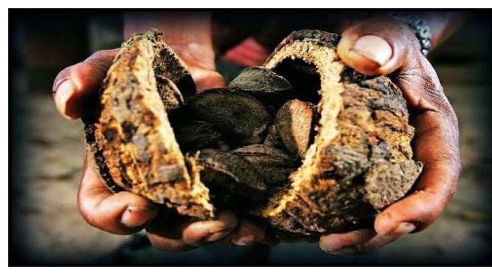 Wholesale Nut Supplier, Nut Importer, Brazil Nuts